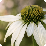 Calm Flower Bed Collection: Easy to grow plant kits for borders and ...