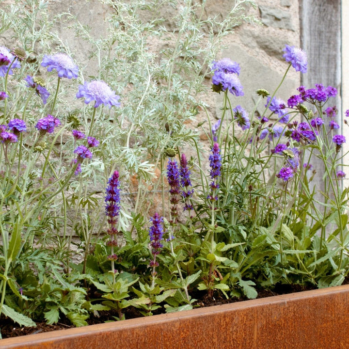 Calm Flower Bed Collection: Easy to grow plant kits for borders and ...