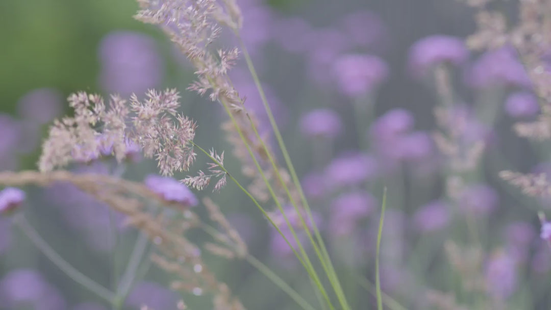 Calm Flower Bed Collection: Easy to grow plant kits for borders and ...